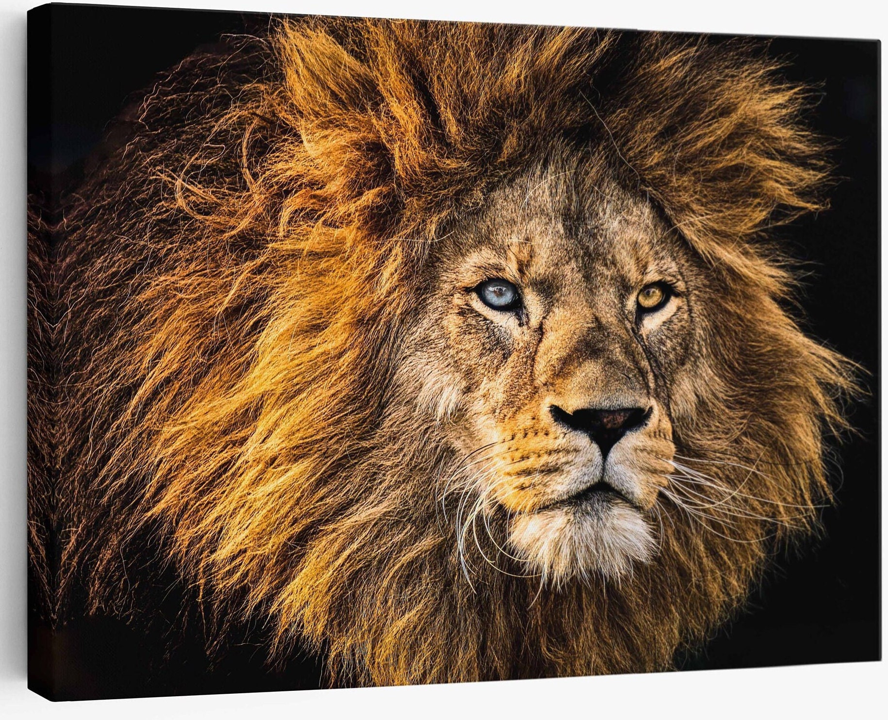 Big Cat, King of the Jungle, Lion King, Fine Art Canvas Print, Mark ...