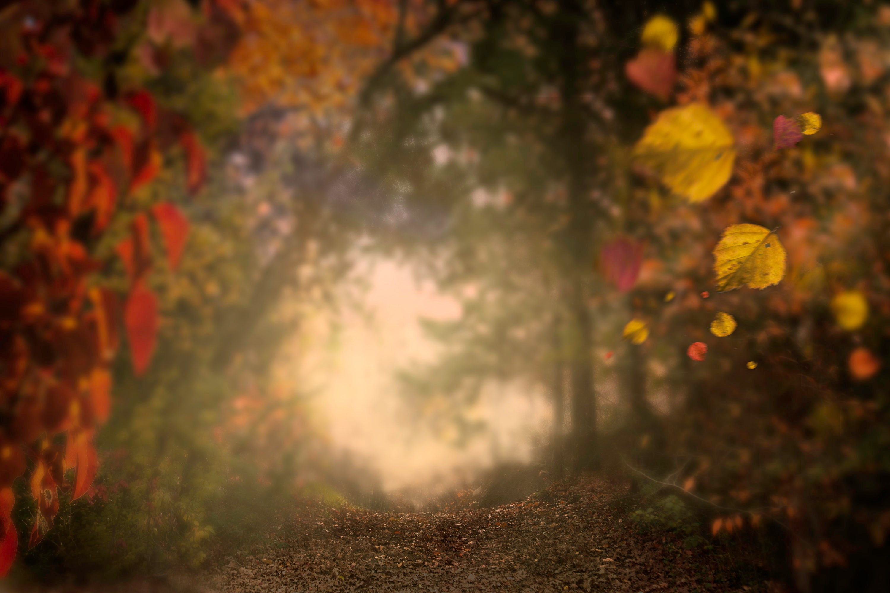 70 Autumn Photo Overlays With Two Digital Backgrounds Included, Autumn ...