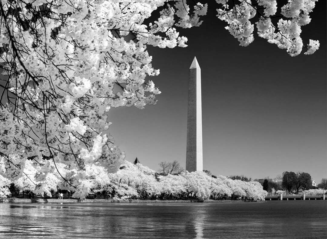 Washington Monument Framed by Cherry Blossoms | Photo Art for Perfect ...