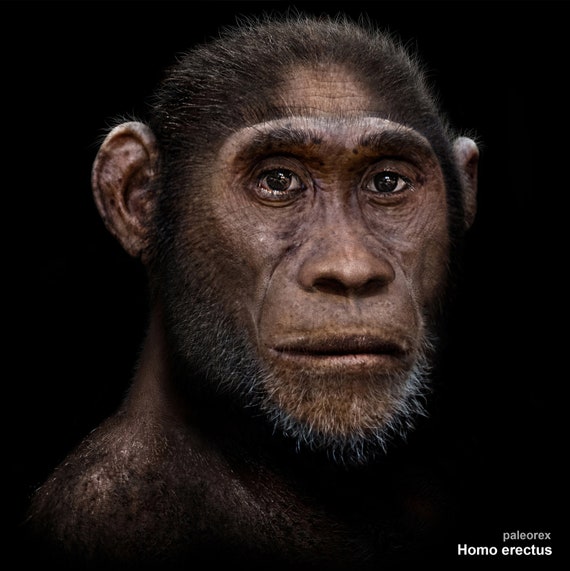 Similarities And Differences Between Homo Erectus And Homo, 58% OFF Similarities And Differences Between Homo Erectus And Homo, 58% OFF