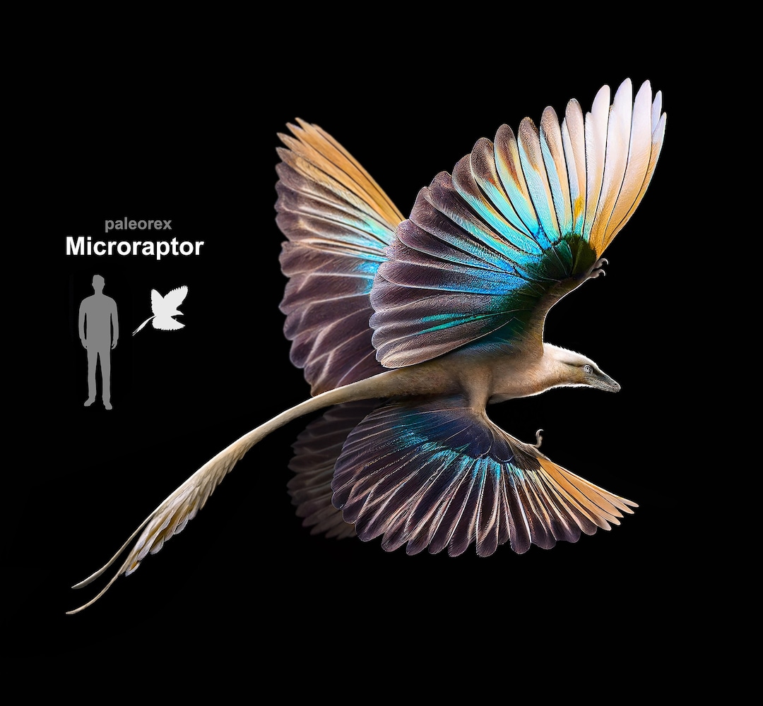 Microraptor - Etsy