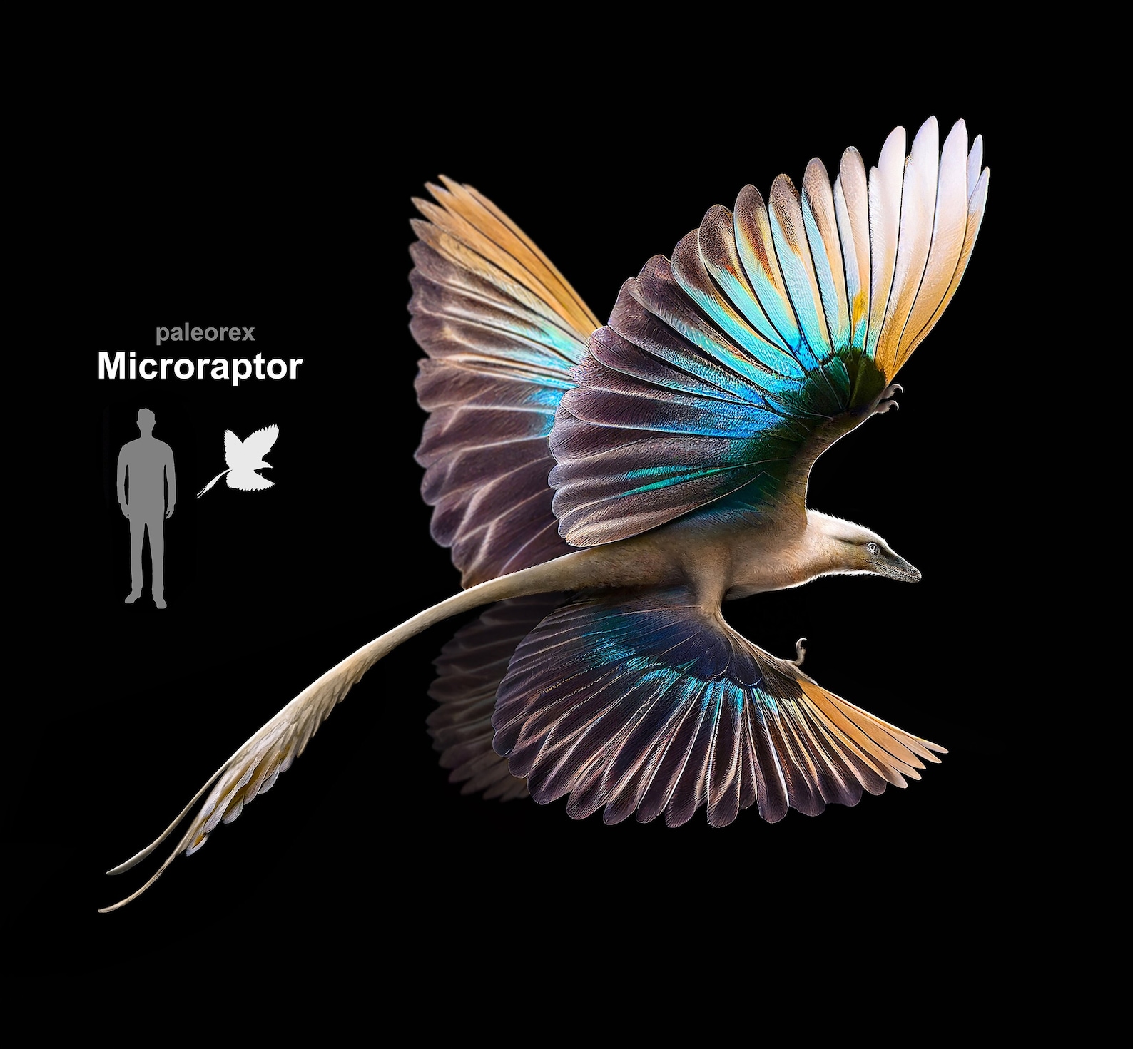 Microraptor - Etsy