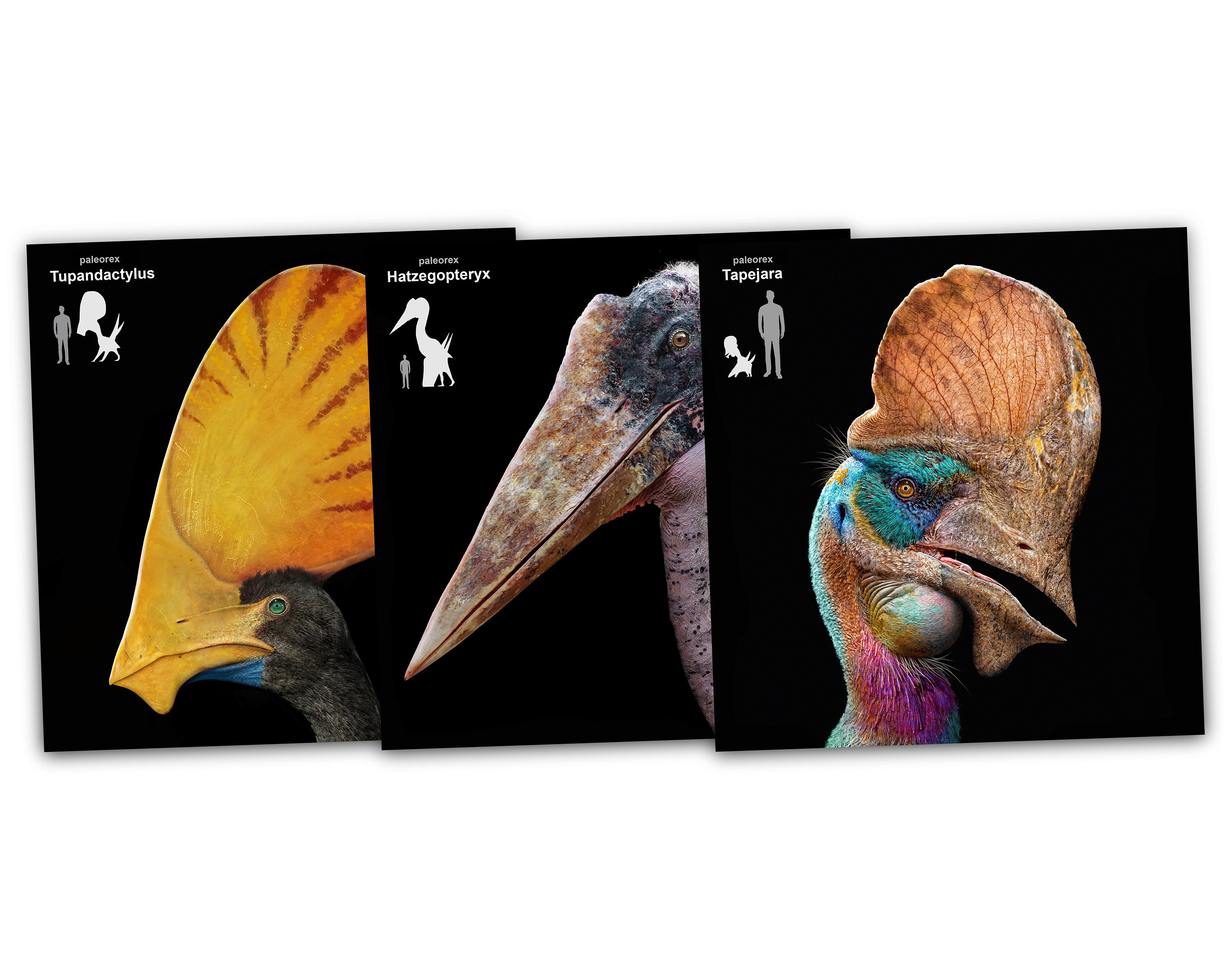 Paleo Cards - Cretaceous Pterosaurs - Etsy