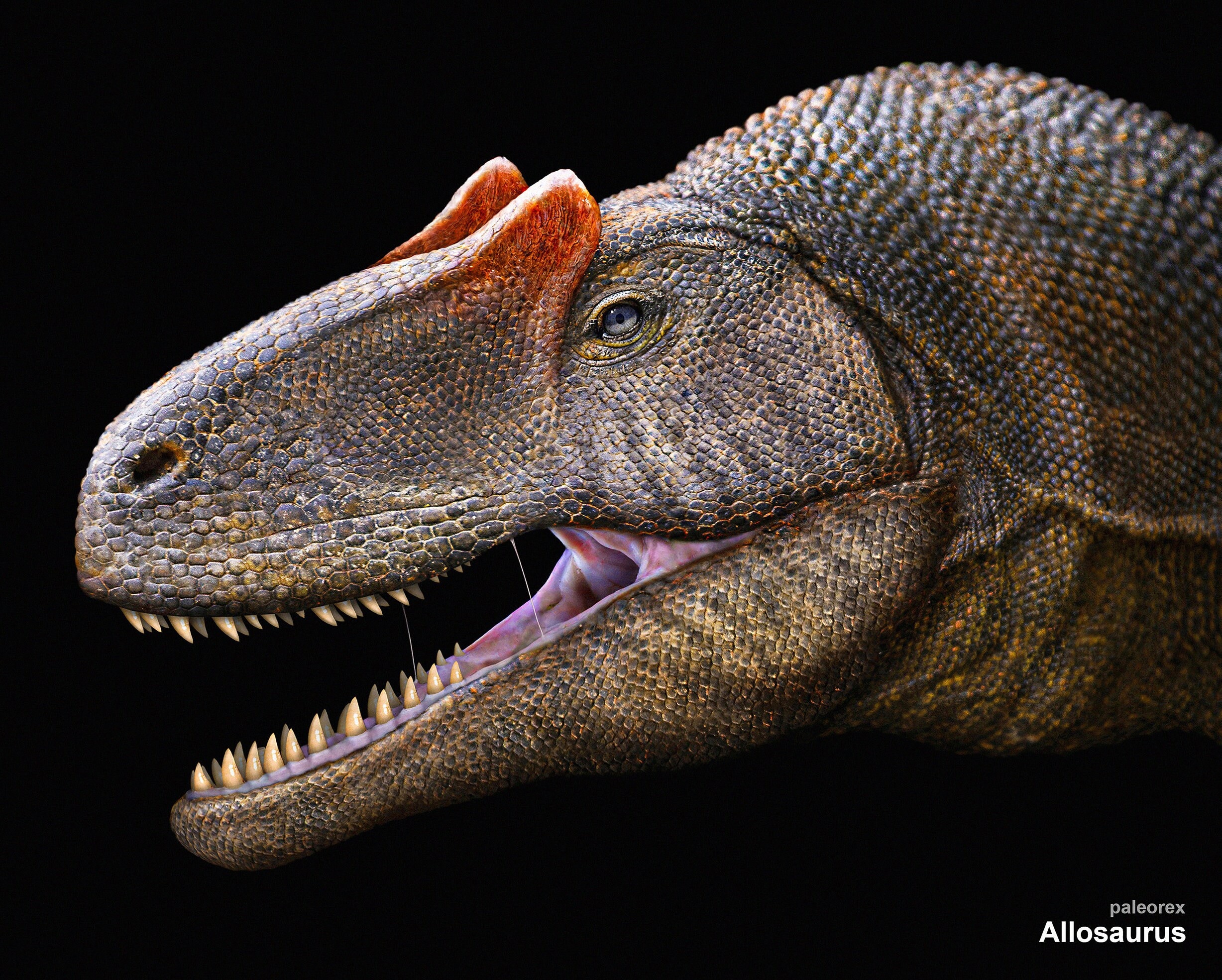 Allosaurus