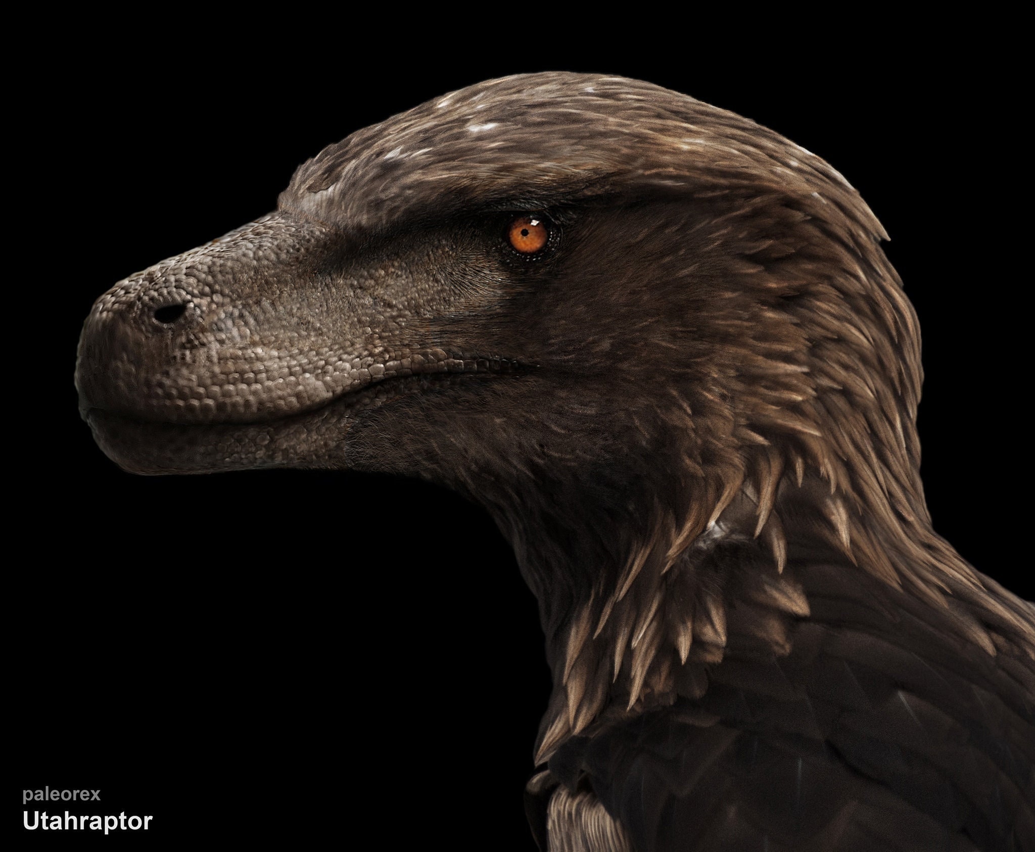 Utahraptor Federn Velociraptor: Descubre Más Sobre Este Dinosaurio
