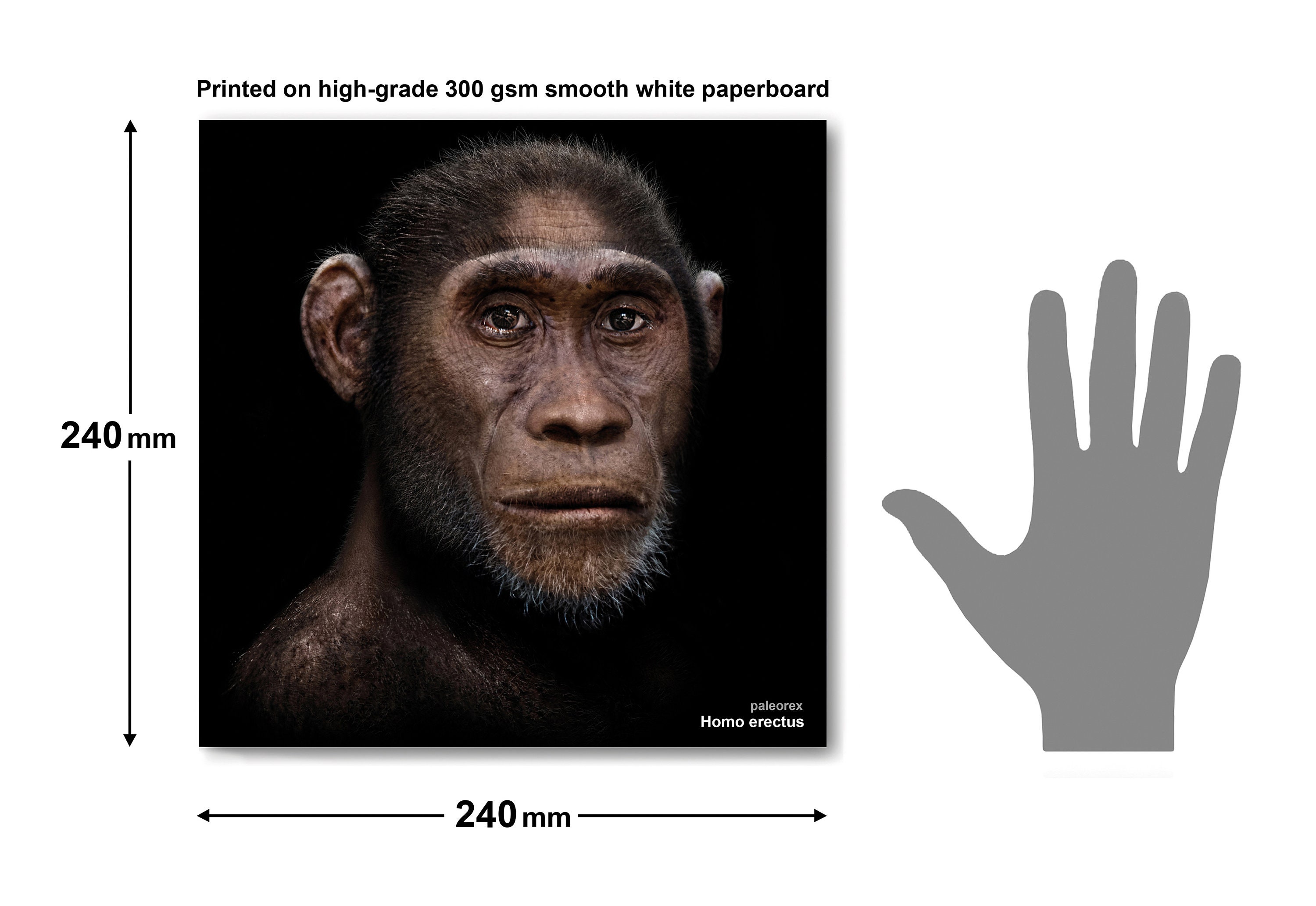 Neanderthal Vs Homo Erectus