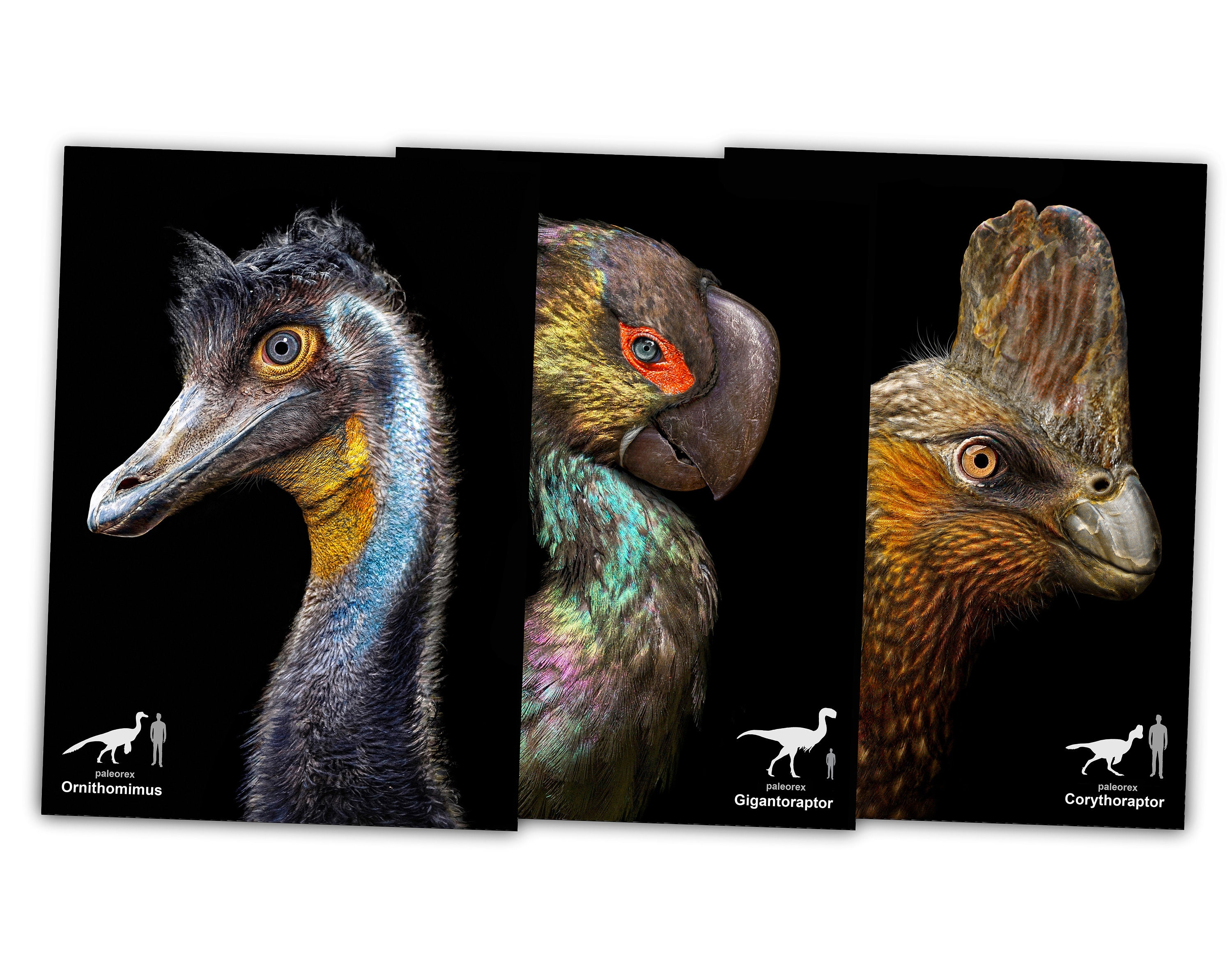 Paleo Cards - Cretaceous Pterosaurs - Etsy