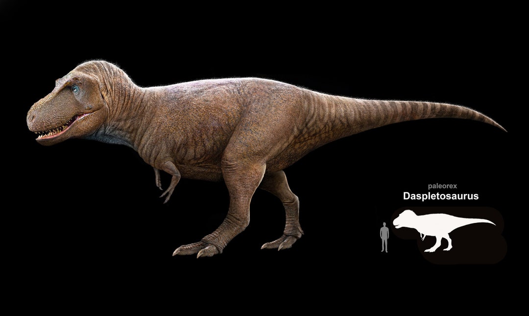 Daspletosaurus - Etsy