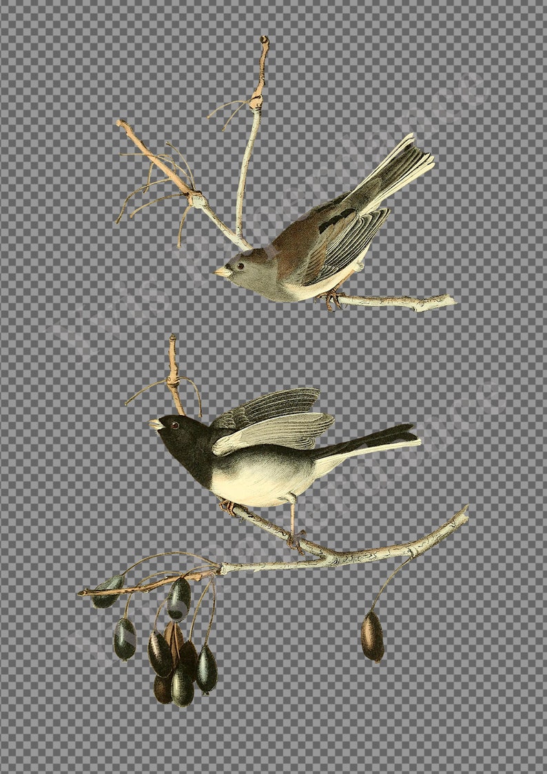 PNG Snowbird Couple Download File of an Antique Drawing Exposed ...