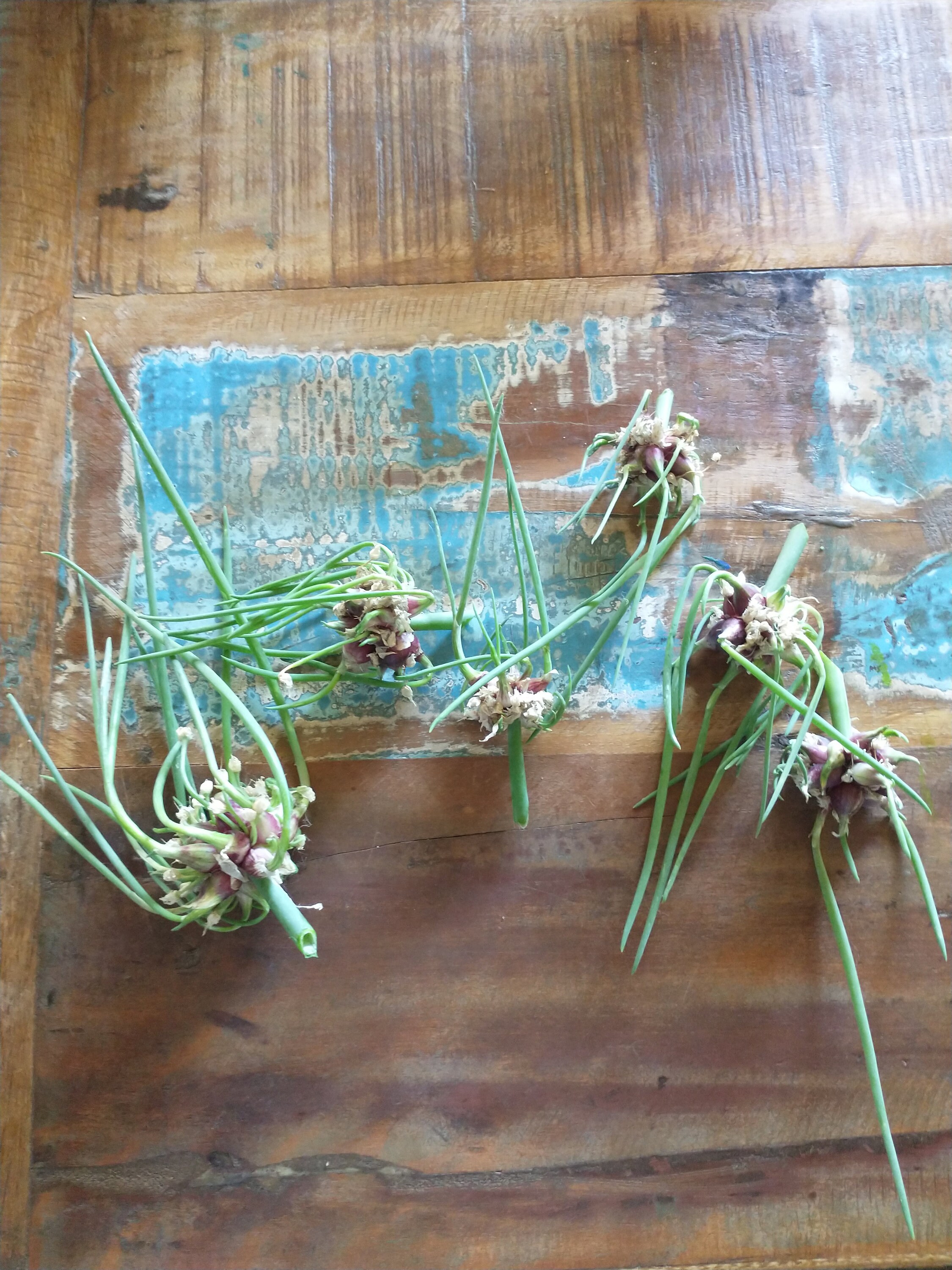 Walking Onion Top Set - Etsy