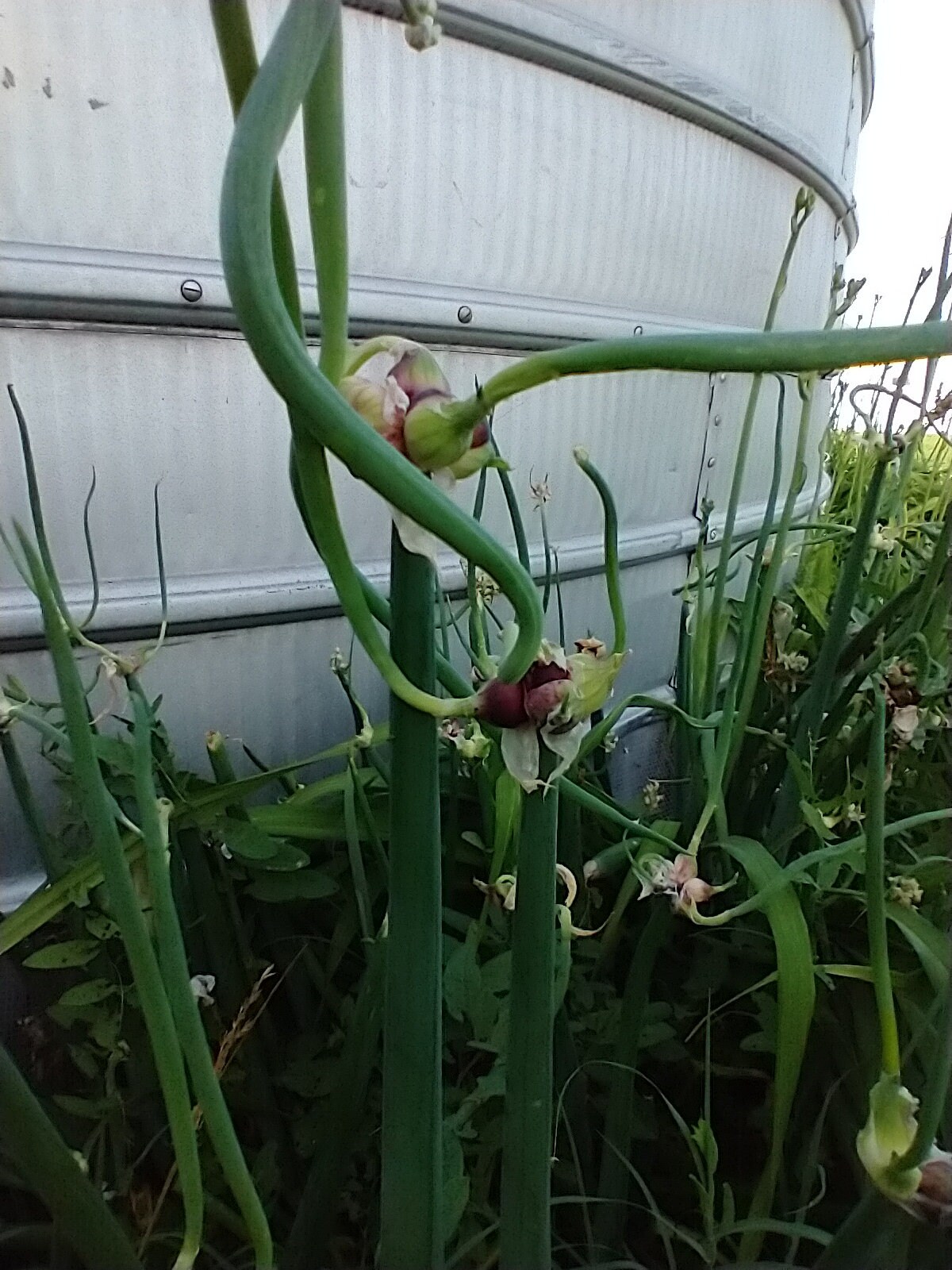 Walking Onion Top Set - Etsy