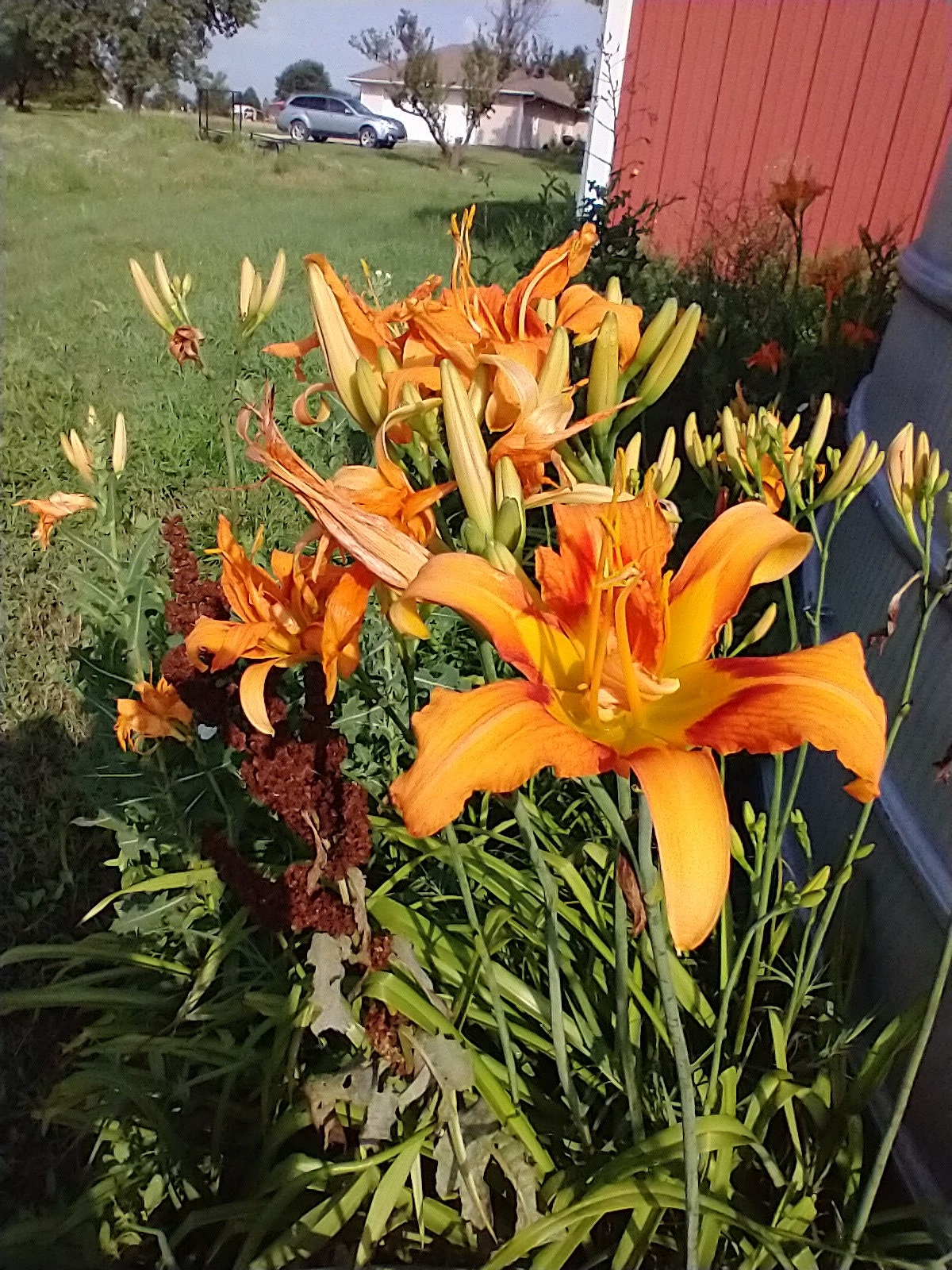 Wild Orange Day Lily Hemerocallis Fulva 5 Rhizomes - Etsy
