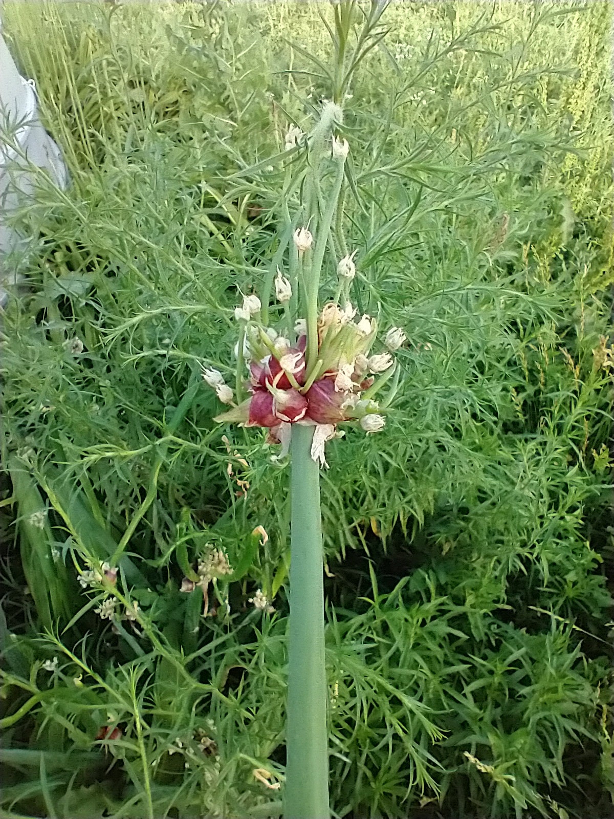 Walking Onion Top Set - Etsy