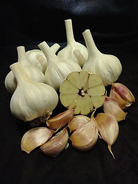 Creole Red Hardneck Seed Garlic - Etsy