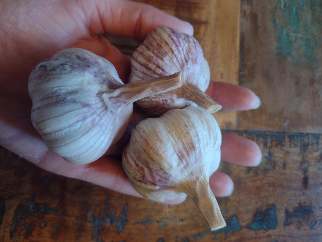 Tzan Hardneck Seed Garlic - Etsy