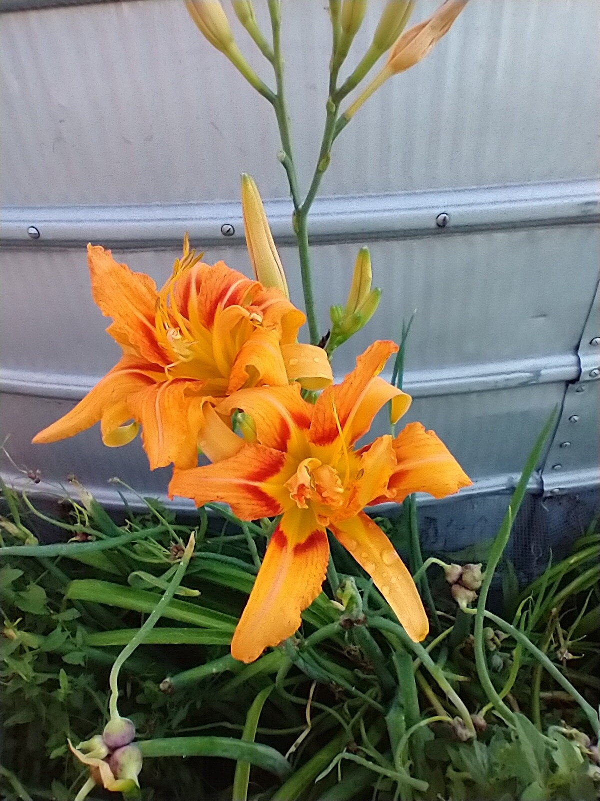 Wild Orange Day Lily Hemerocallis Fulva 5 Rhizomes - Etsy