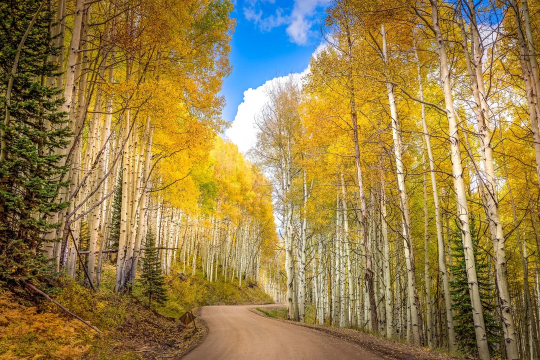 Aspen Tree Autumn Metal Acrylic Photo Print, Colorado Golden Aspens ...