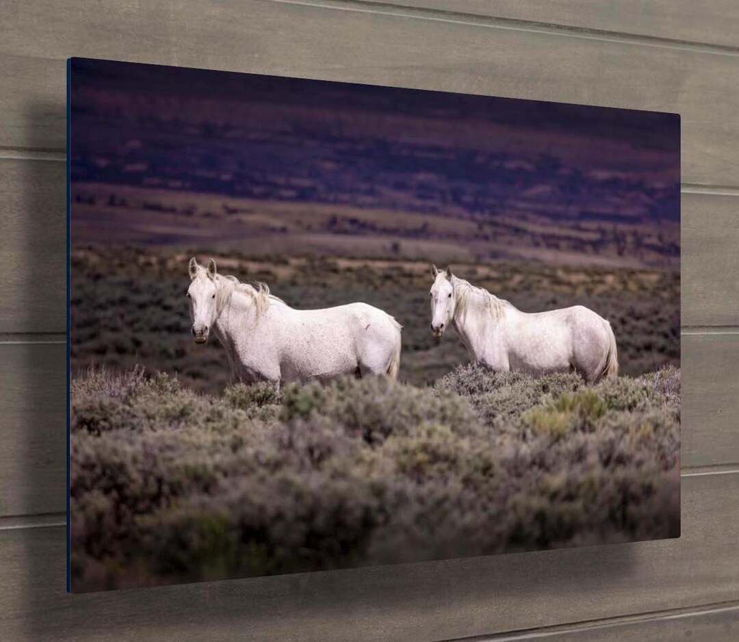 Wild White Mustangs Photo: Colorado Wildlife Art, Cowboy Decor Metal or ...
