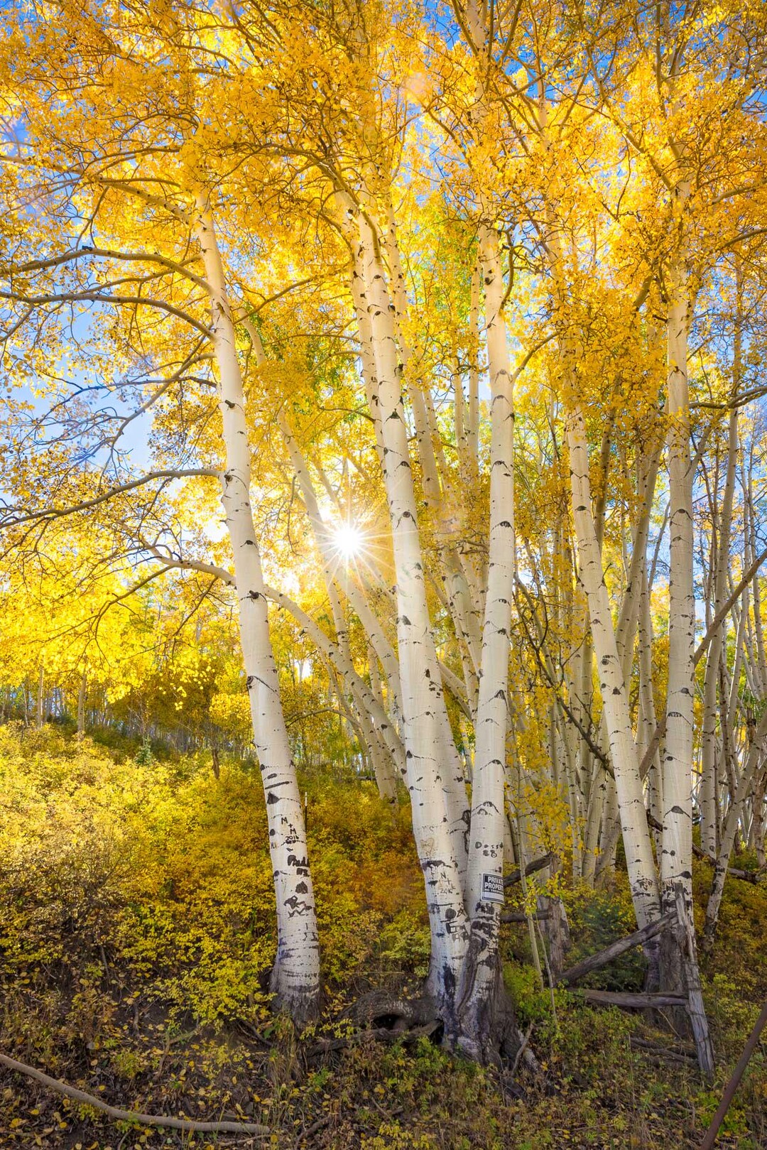 Vertical Aspen Trees Colorado Landscape Canvas, Fall Foliage Autumn ...