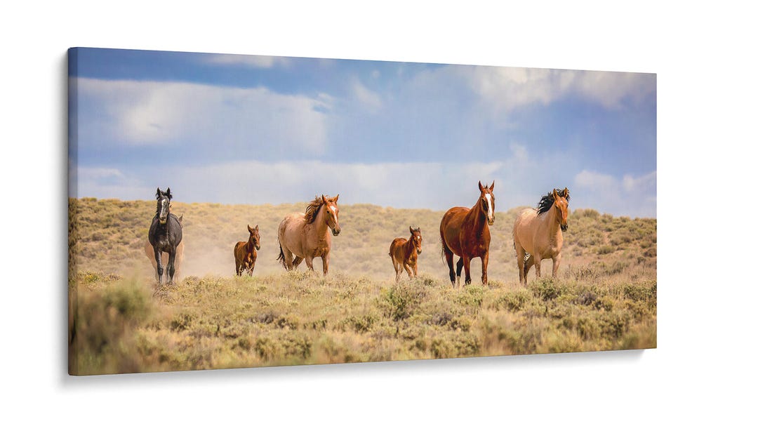 Wild Horses Running Panoramic Photo Canvas Print, Colorado Cowboy Old ...