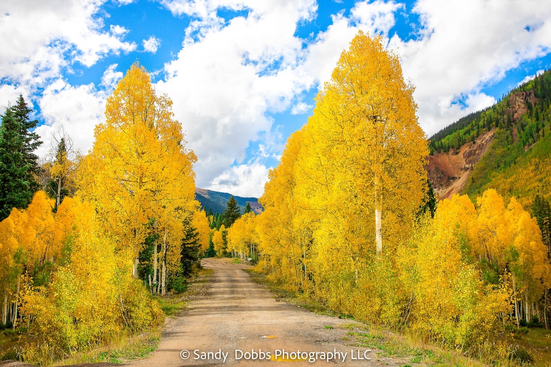 Colorado Golden Aspen Metal Print, Autumn Aspens Photo, Nature Acrylic Print, Rocky Mountain ...