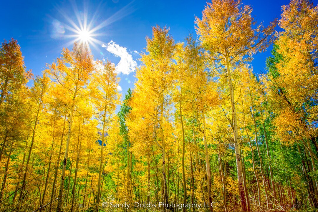 Colorado Golden Aspens, Autumn Aspens Photo, Nature Canvas Print, Rocky Mountain Landscape ...