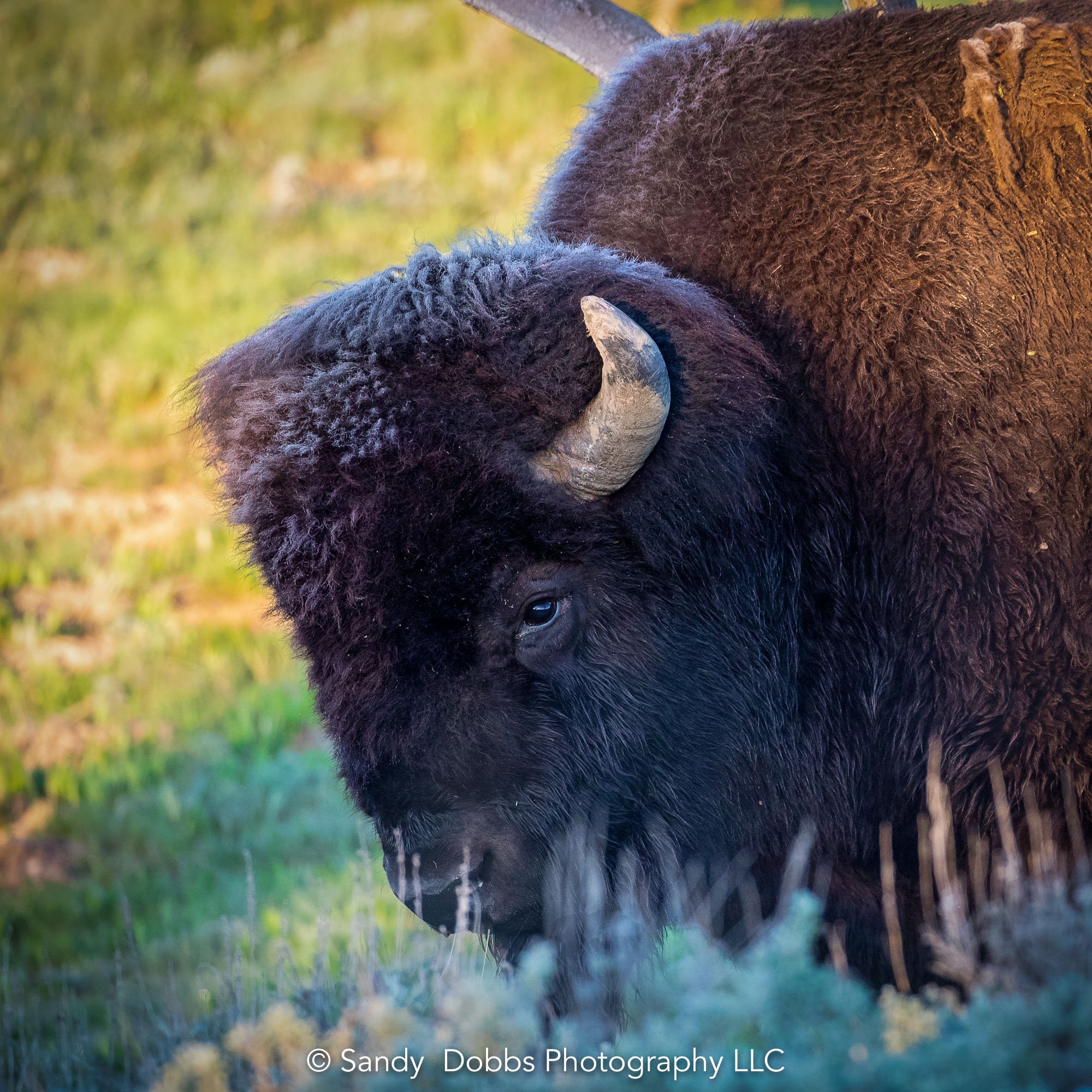 American Bison Bull Head