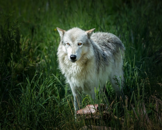 Wolf Photography Yellowstone