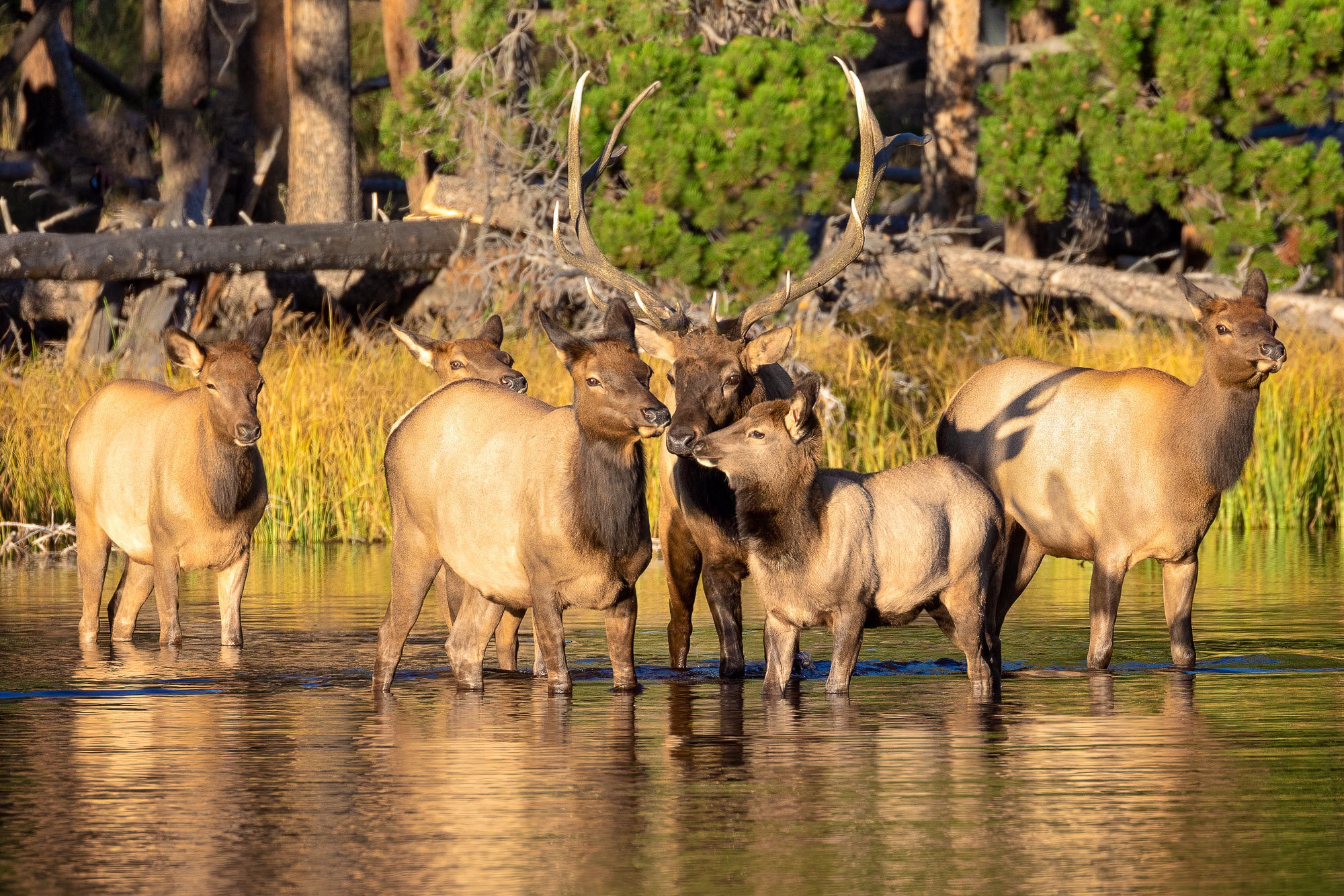 Bull Elk Herd in Water Photo, Wildlife Wall Canvas, Rocky Mountain ...