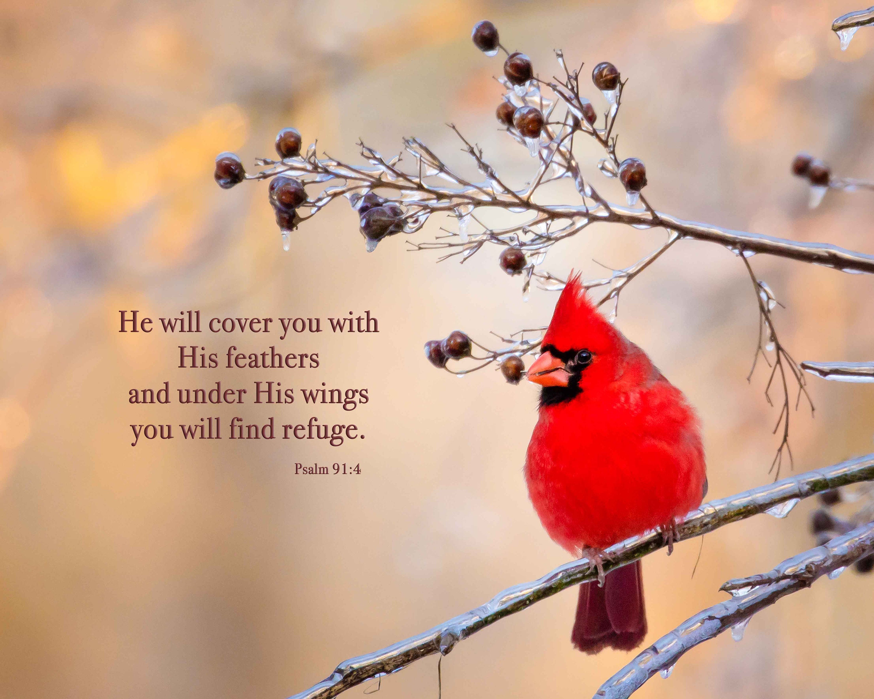 Psalm 91:4, Red Cardinal Bible Verse, Cardinal Scripture Canvas ...