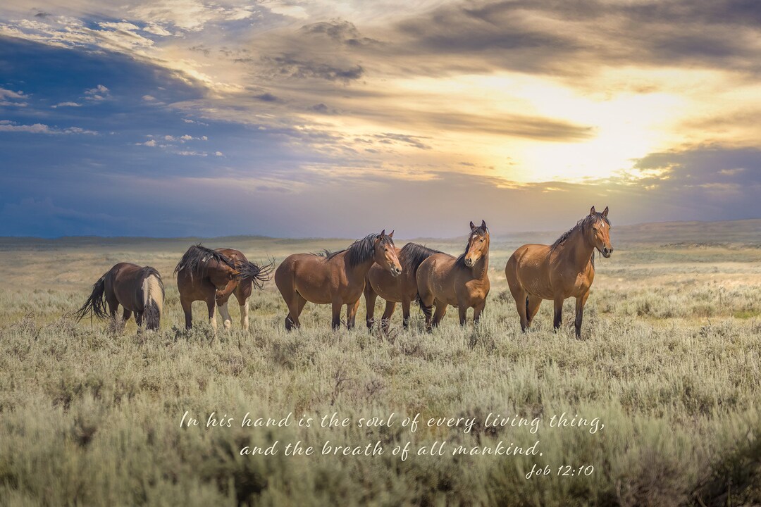 Job 12:10 Wild Horses Bible Verse, Wild Mustang Scripture Canvas ...