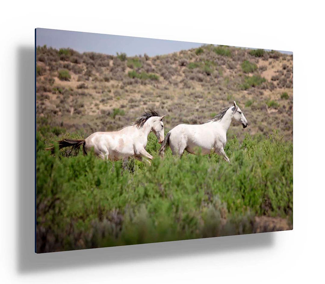 Metal or Acrylic Wild Mustangs Photo, Wild Horses in Colorado Wall Art ...
