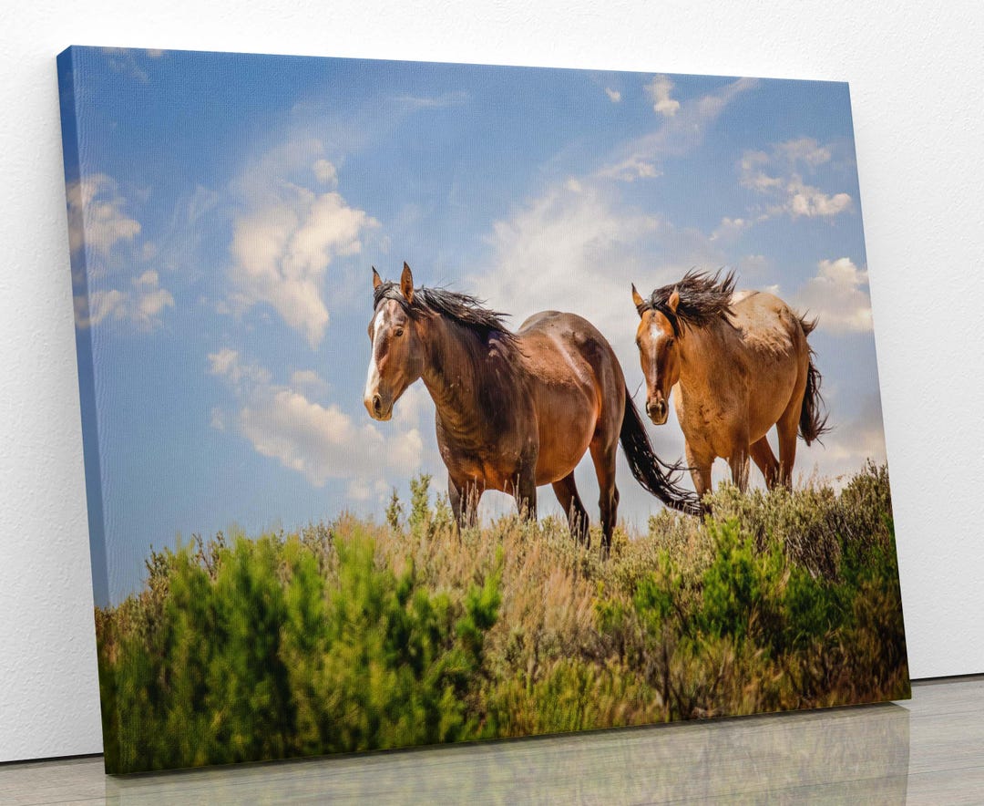 Wild Mustangs Photo, Wild Horses in Colorado Wall Art Print, Wildlife ...