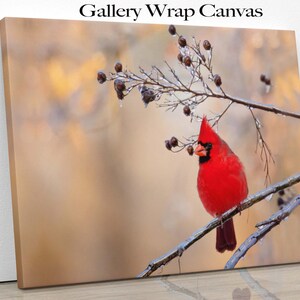 Red Cardinal Canvas Wall Art Prints, Texas Birds, Redbird Photo Canvas ...