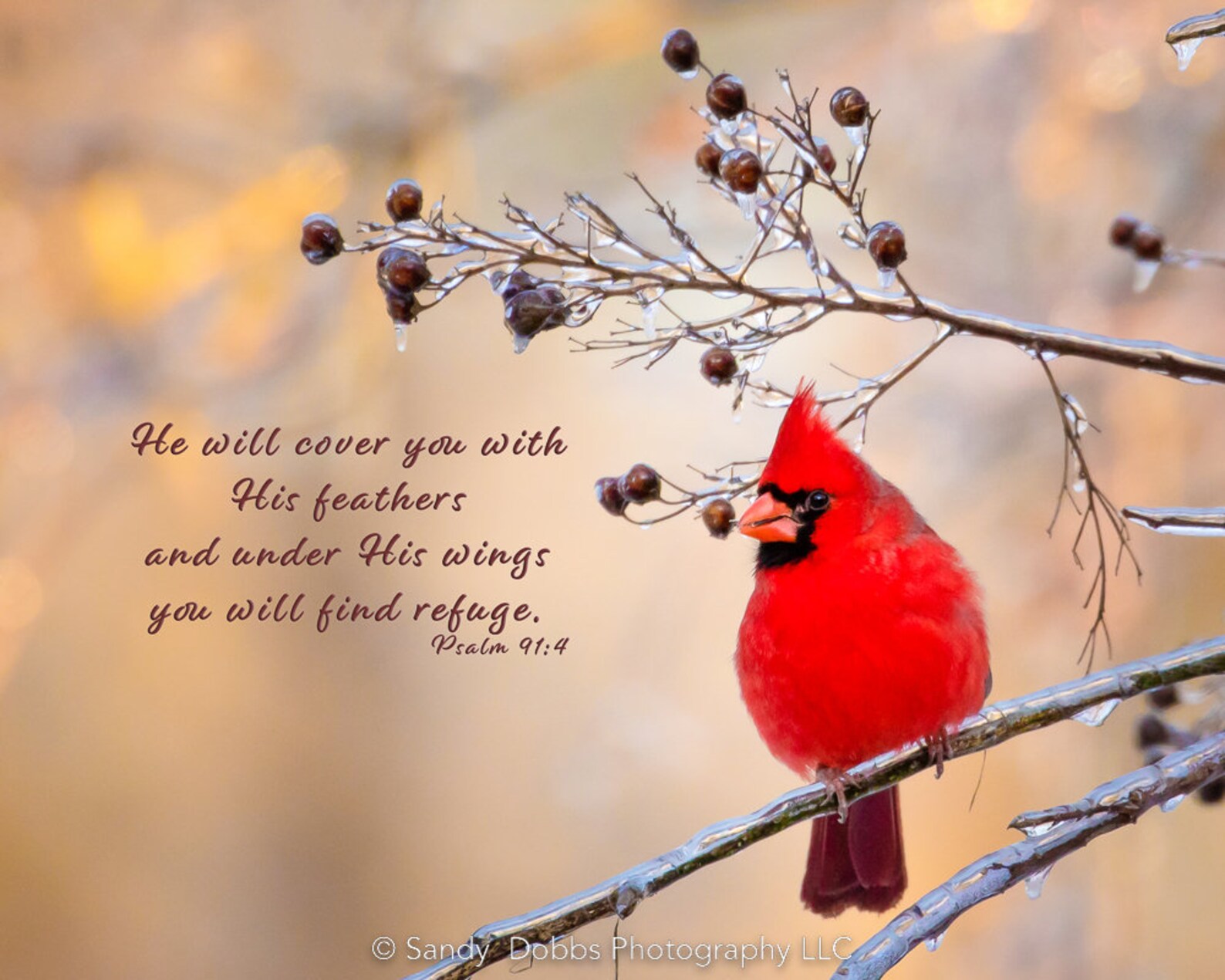 Psalm 91:4, Red Cardinal Bible Verse, Cardinal Scripture Canvas ...