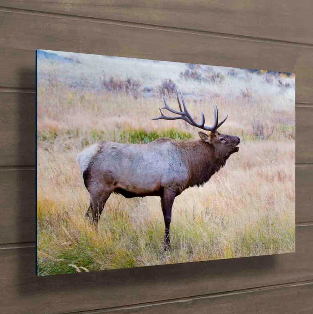 Metal or Acrylic Print Bull Elk Bugling, Elk Photograph, Rocky Mountain ...