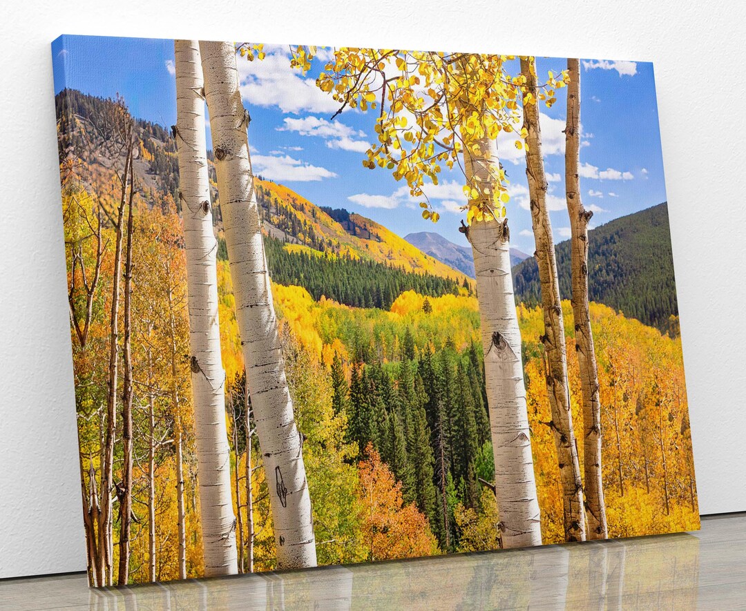 Autumn Aspen Trees Colorado Print, Ohio Creek Pass Golden Fall Colors ...