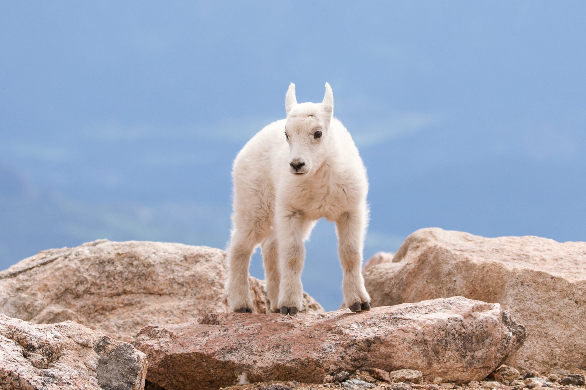 Mountain Goat On Cliff