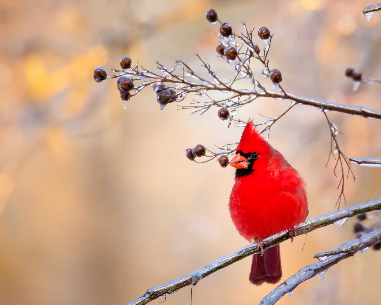 Red Cardinal Canvas Wall Art Prints Texas Birds Redbird - Etsy