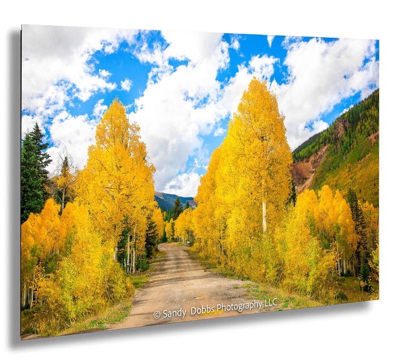 Colorado Golden Aspen Metal Print, Autumn Aspens Photo, Nature Acrylic ...