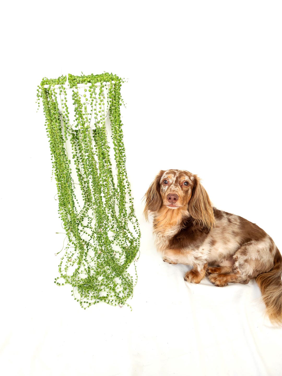 10" Hanging String of Pearls | Exact Plant *mildy Toxic If Ingested* - Etsy