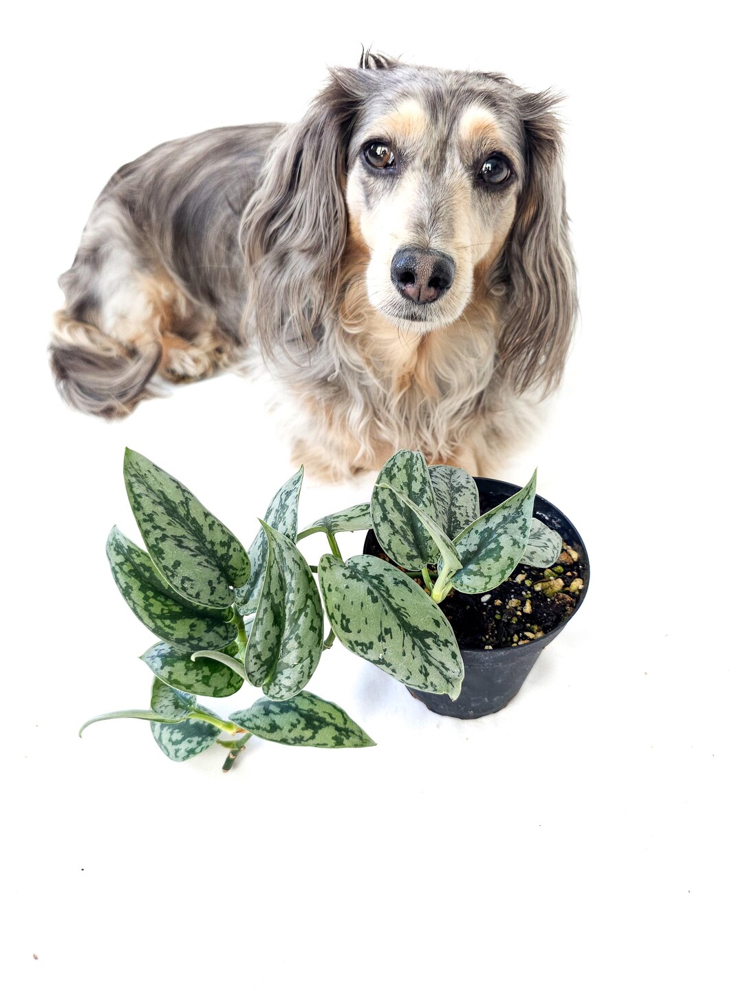 4" Scindapsus Pictus 'silver Lady' | Satin Pothos | Silk Pothos *toxic ...