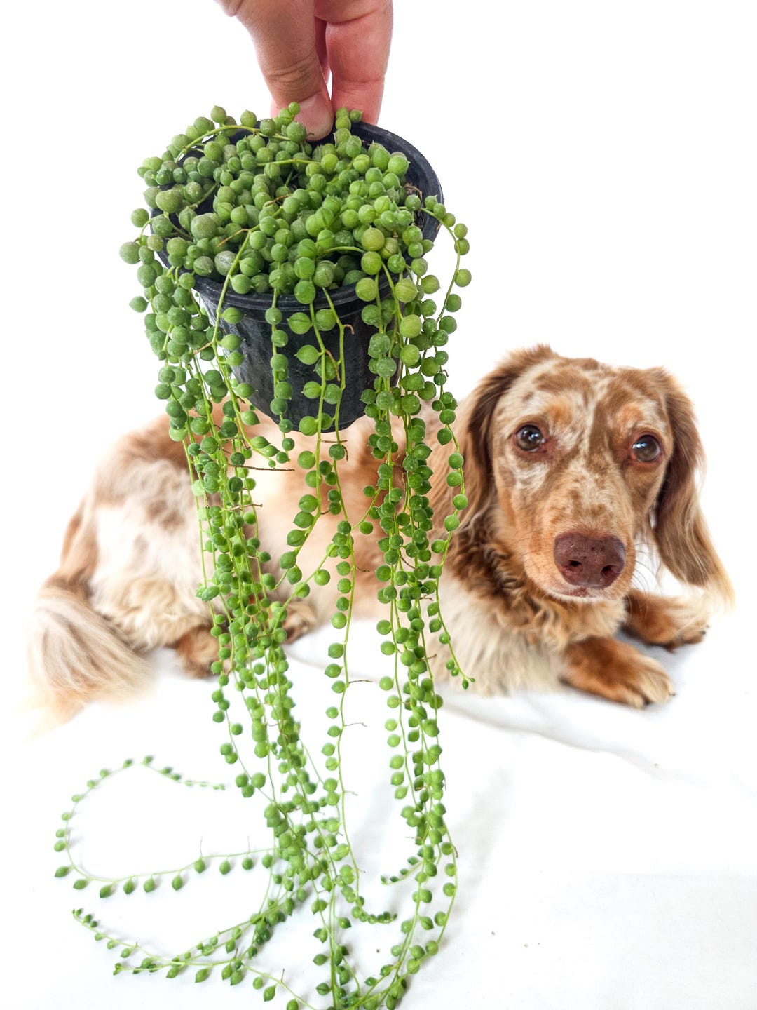 4" String of Pearls | Exact Plant *mildy Toxic If Ingested* - Etsy