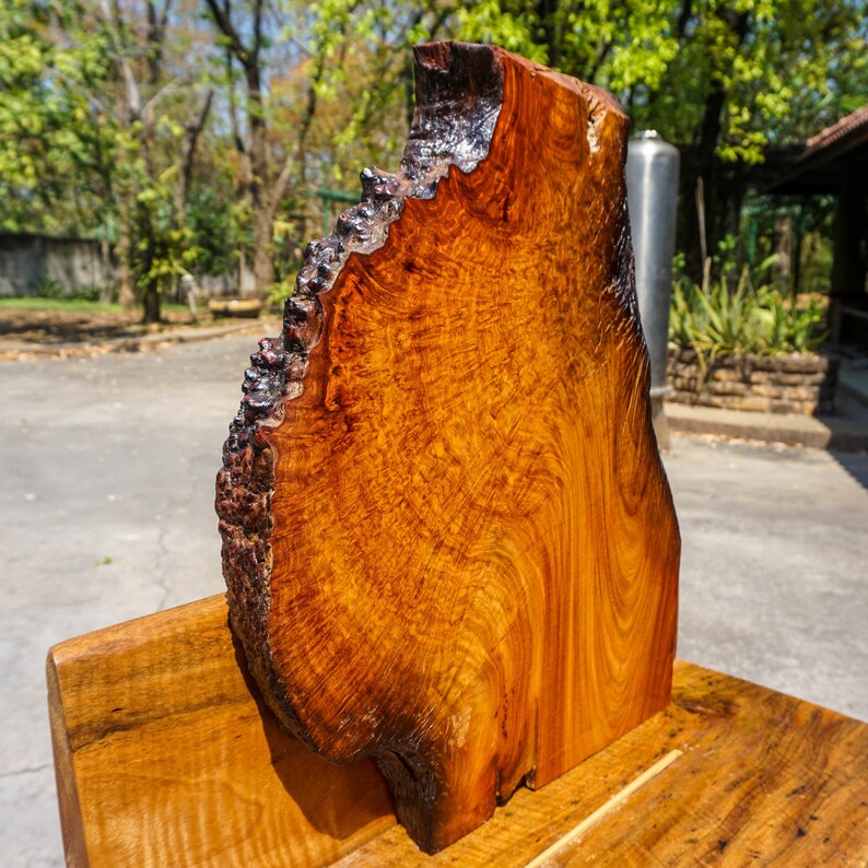 Gold Amboyna BURL LUMBER Live Edge Natural Slab Wood Resin - Etsy