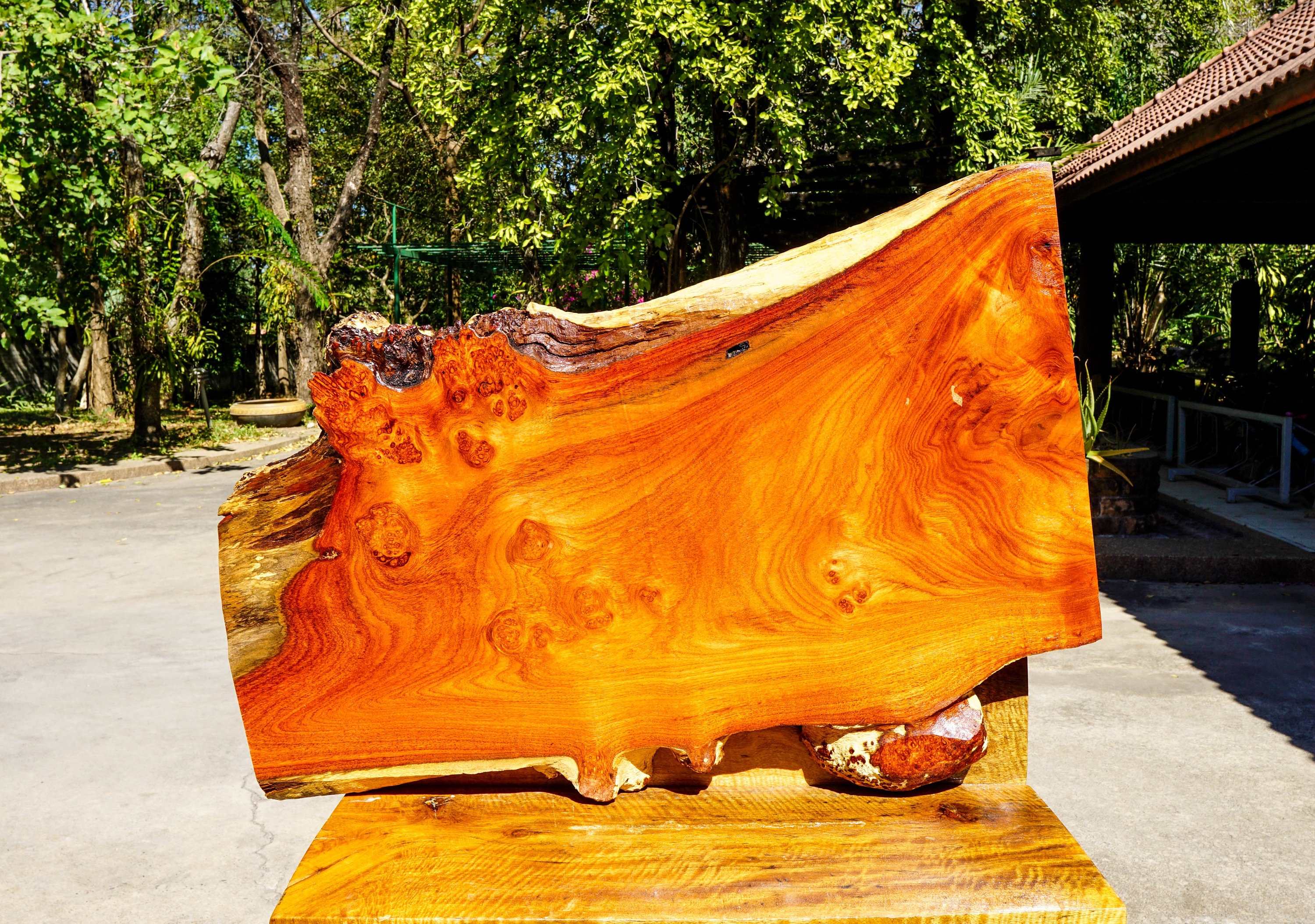 Rare!! Golden Amboyna BURL LUMBER Live Edge Resin Epoxy DIY Natural ...