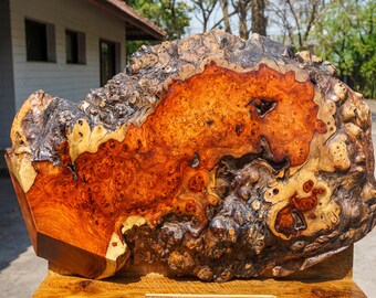 Gold Amboyna BURL LUMBER Wood Natural Slab Live Edge Epoxy - Etsy