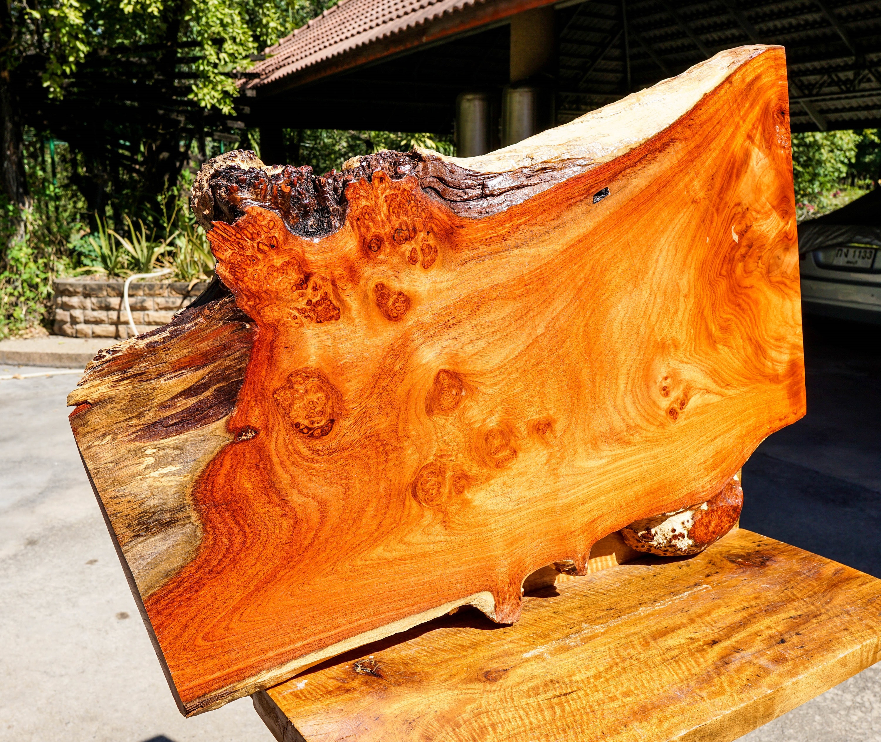 Rare!! Golden Amboyna BURL LUMBER Live Edge Resin Epoxy DIY Natural ...