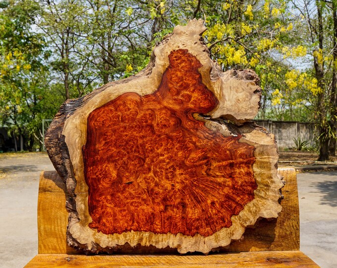 Rare!! Gold Amboyna BURL LUMBER Live Edge DIY Epoxy Resin Natural Slab ...