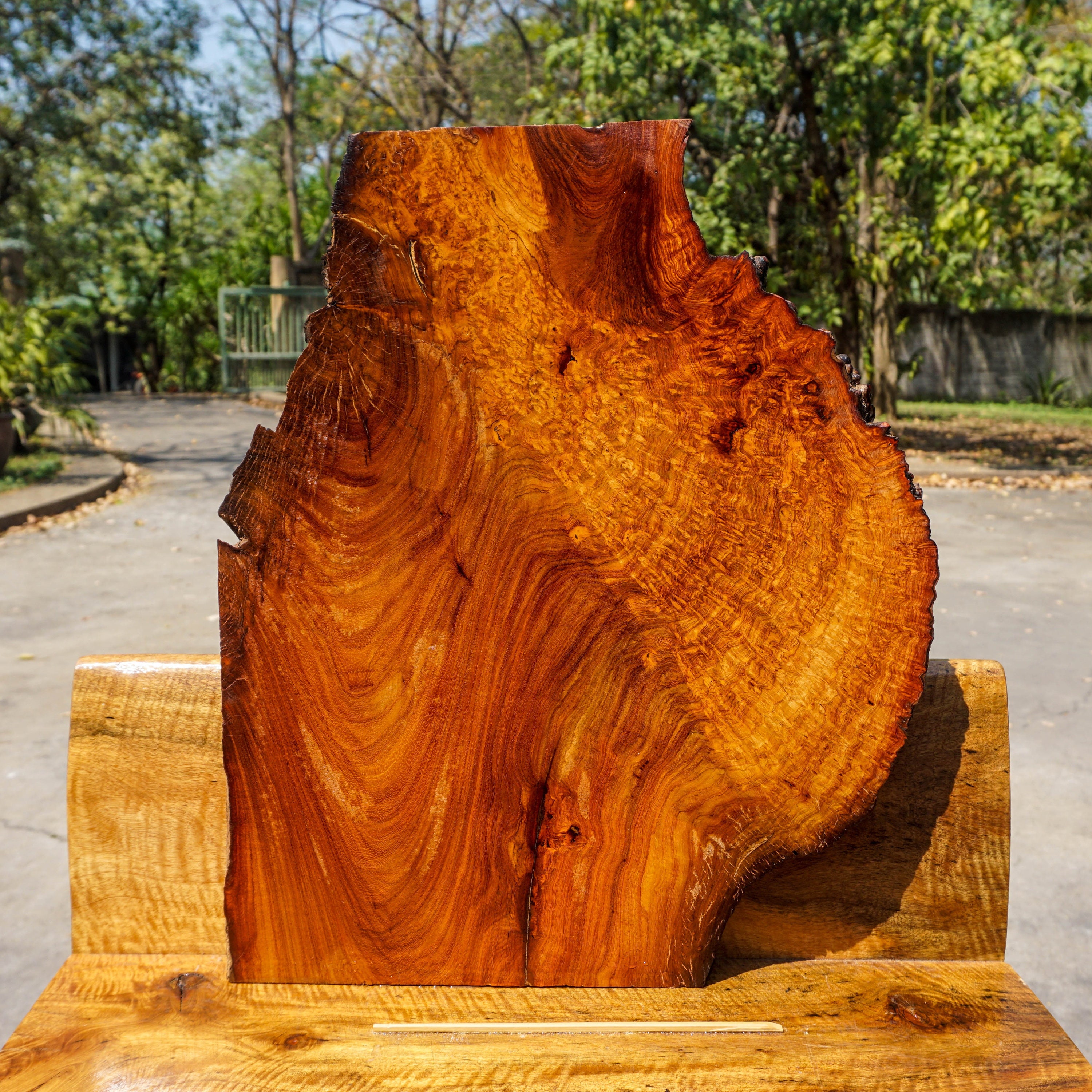 Gold Amboyna BURL LUMBER Live Edge Natural Slab Wood Resin - Etsy