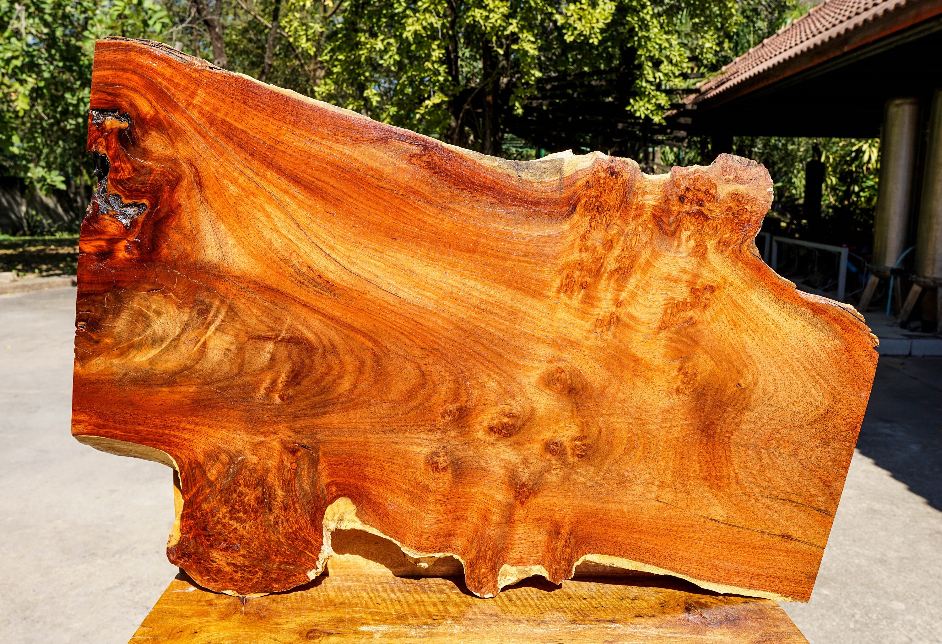 Rare!! Golden Amboyna BURL LUMBER Live Edge Resin Epoxy DIY Natural ...